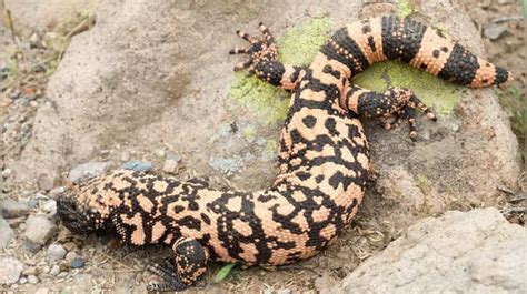 9 Fascinating Facts About Worlds Deadliest Lizard