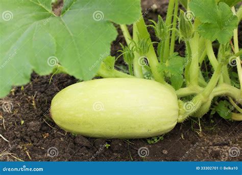 Vegetable Marrow Stock Image Image Of Fresh Growth 33302701