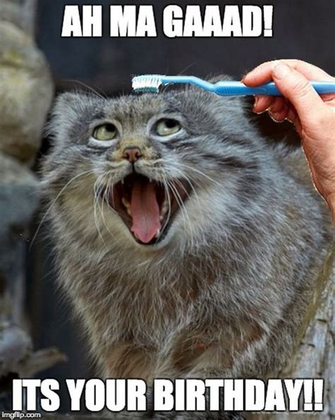 Funny Birthday Cat Pictures For Women