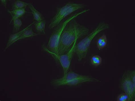 Evos Fl Inverted Microscope Cdb Equipment Resource Vanderbilt