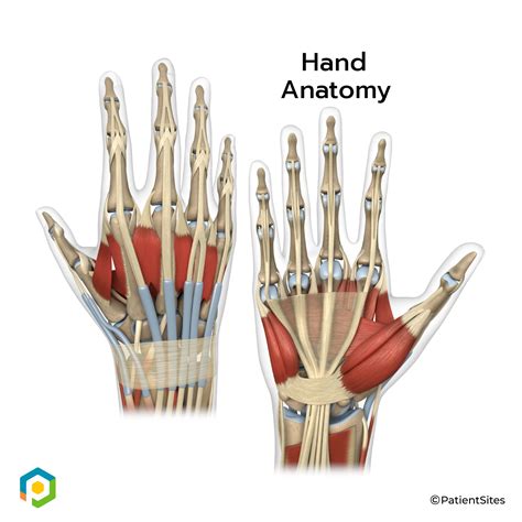 Nerves Of The Hand Anatomy