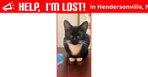 Lost Cat Hendersonville North Carolina Sylvia