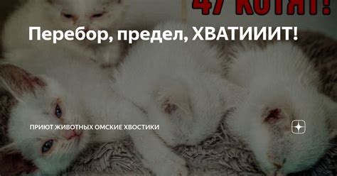 Перебор предел ХВАТИИИТ Приют животных Омские Хвостики Дзен