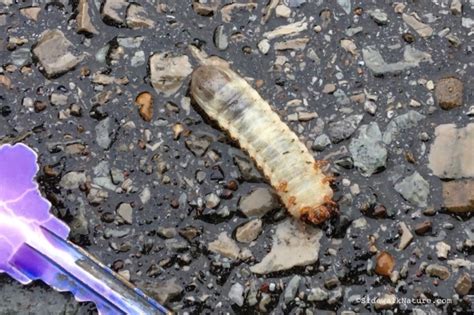 June Bug Larvae Control
