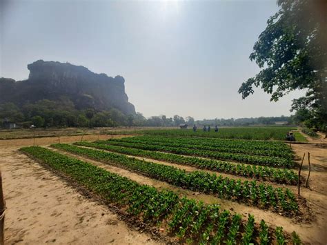 မွန်ပြည်နယ်အတွင်း ဆိုလာရေတင်စနစ်ဖြင့် သီးနှံများ စိုက်ပျိုးအောင်မြင်လျက