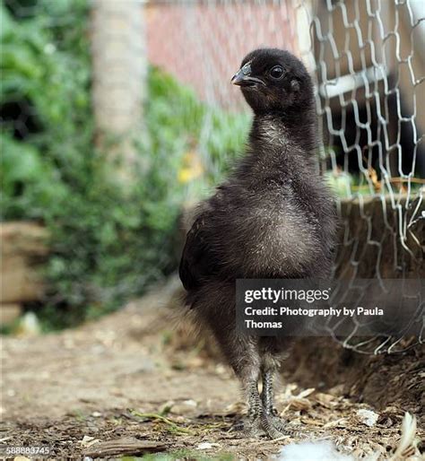 Tall Chicks Photos And Premium High Res Pictures Getty Images