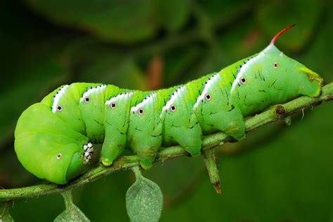 Hornworms Life Cycle