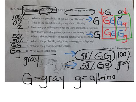 Monohybrid Mice Answer Key Alles Was Sie über Formulare In