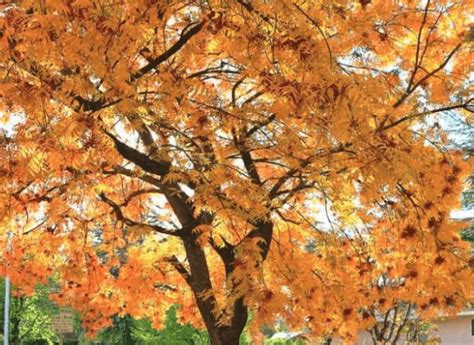 How To Prune Chinese Pistache Complete Pruning Guide Forwardplant