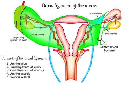 Broad Ligament Diagram Female Anatomy And Histology Pictures
