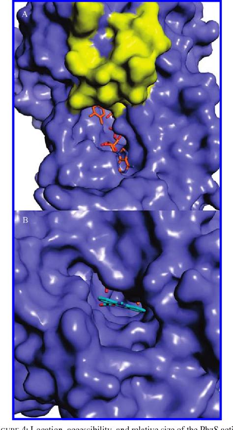 Figure 1 From Crystal Structure Of The Pyocyanin Biosynthetic Protein