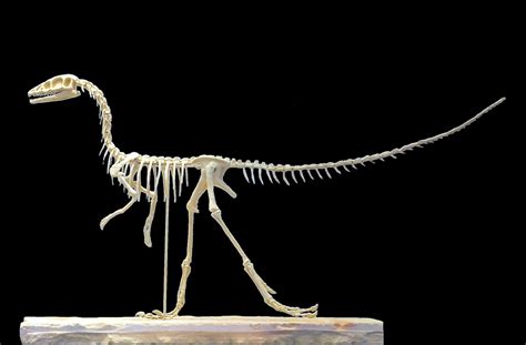 Interesting Facts About Compsognathus