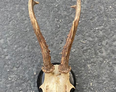 Small Antler Mount Etsy