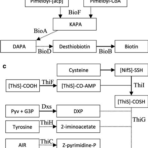 The Incomplete Pantothenate Biotin And Thiamine Biosynthesis Pathways