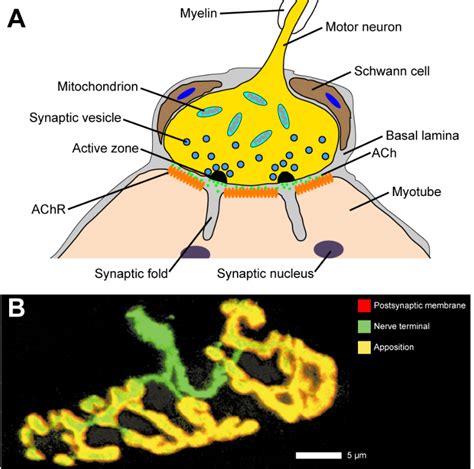 Table 1 1 From Microfluidic Platforms For Focal Stimulation Of Muscle