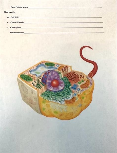 Solved Cell Structure Review Relate A Function Ie