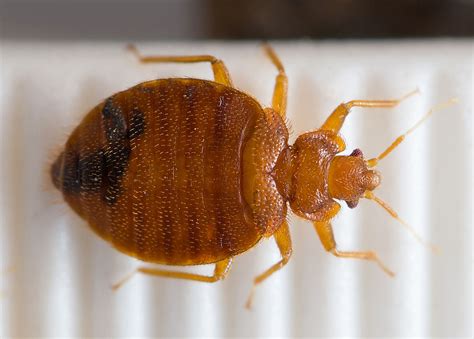 Bedbug Genome Uncovers Biology Of A Pest On The Rebound News Purdue