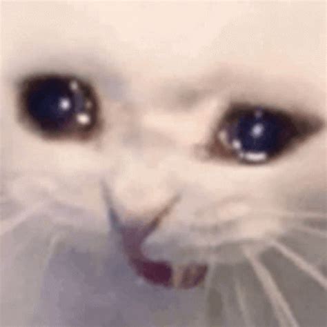 Sad Cat S