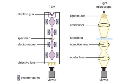 Types Of Microscopes Tutorial Sophia Learning