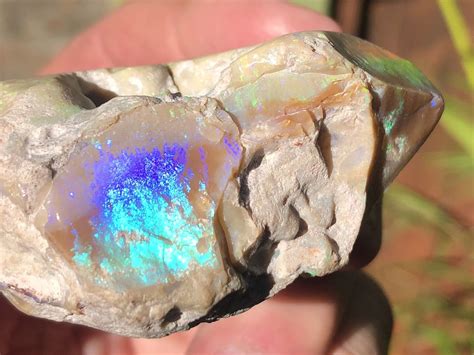 Opalised Fossils Fossil Id The Fossil Forum