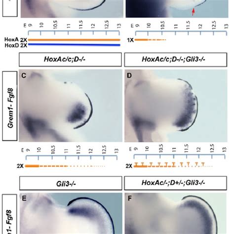 Fgf10 Expression Is Altered In Absence Of Hoxa D Genes A C Fgf10 And Download Scientific