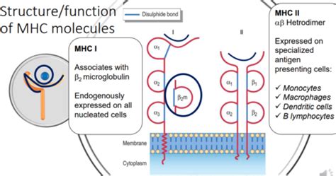 7 Mhc Molecules Flashcards The T Cell Receptor Flashcards Fbkyb