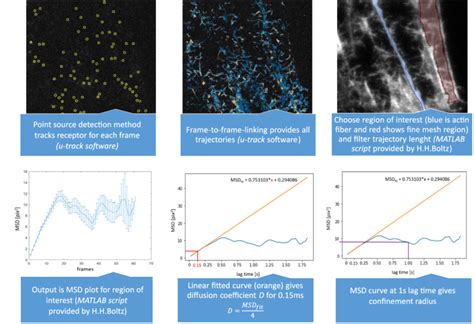 2 Exemplary Representation Of The Single Particle Tracking Analysis