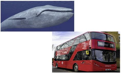 Blue Whale Compared To Double Decker Bus