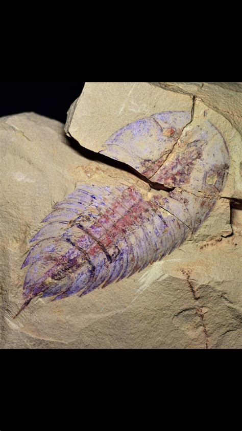 Show Us Your Chinese Trilobites Page 3 Member Collections The