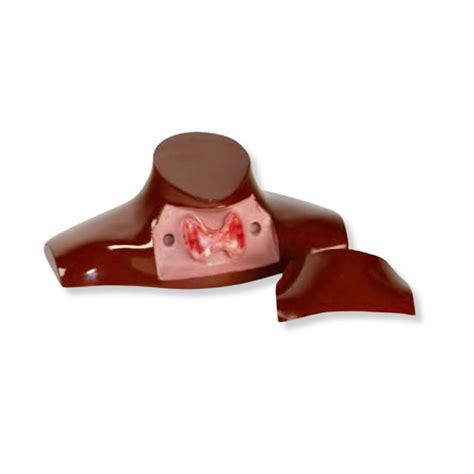 Thyroid Phantom Radiology Support Devices Inc