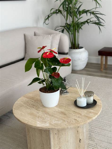 جميع المنتجات حدائق الوشق