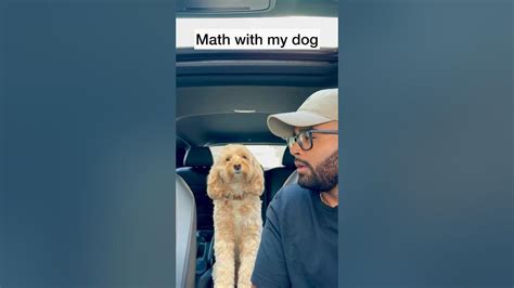 Mini Cockapoo Has The Best Facial Expressions After These Math