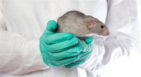 Why Longevity Experts Are Warning Against Fasting Dr Brad Stanfield