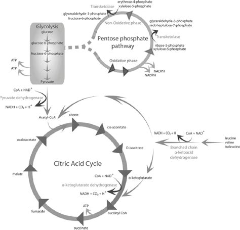 Metabolic Pathways Requiring Thiamin Thiamin Diphosphate Tdp Is A