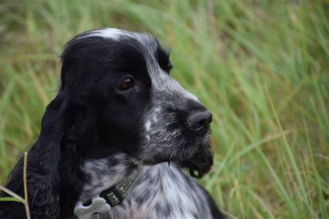 Anglický Kokršpaněl Cherry