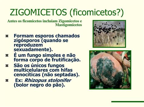 Ppt Reino Fungi Powerpoint Presentation Free Download Id 4938262