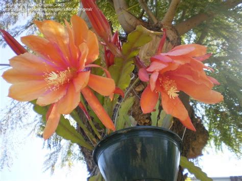 Plantfiles Pictures Hybrid Epiphyllum Orchid Cactus Epicactus