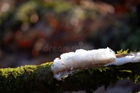 Ice Hair Crystallization Process By The Fungus Exidiopsis Effusa
