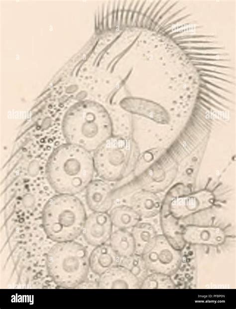 This Text Provides An In Depth Examination Of The Organisms Within The