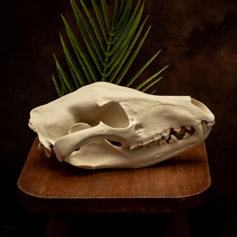 Thylacine Skull Replica Life Size Tasmanian Tiger Extinct Fossil
