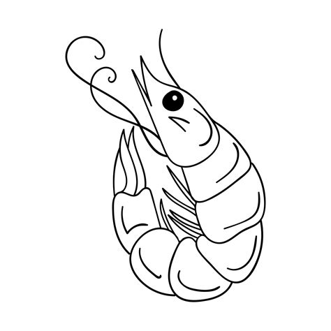 The Shrimp Is Rolled Up Seafood Plankton Krill Outline Sketch Food