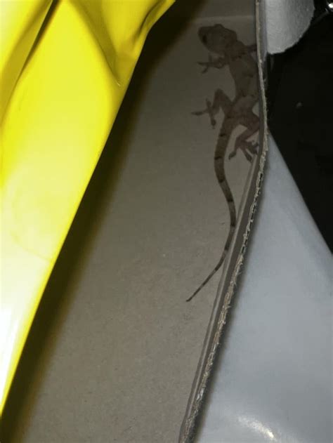 What Kind Of Lizard Is This R Lizards