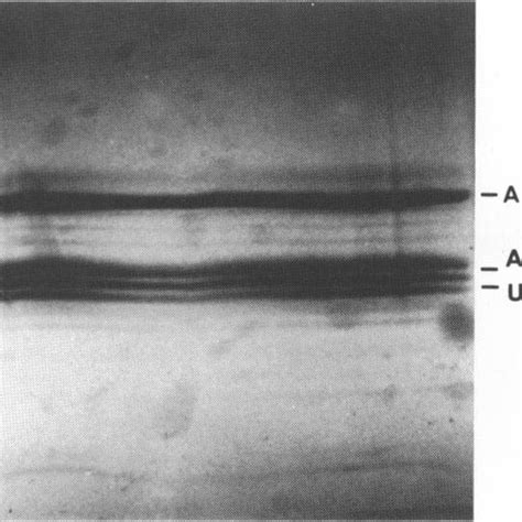 Effect Of Dt Lcaa Cpg Loading On Yield Of Trimer A2pt3pt A 002 M