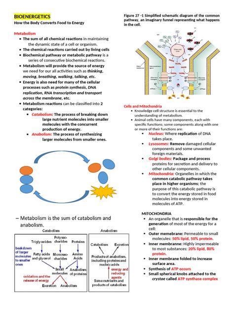 Bioenergetics And Specific Catabolic Pathways Pdf Adenosine