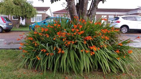 Will Crocosmia Lucifer Grow In Shade