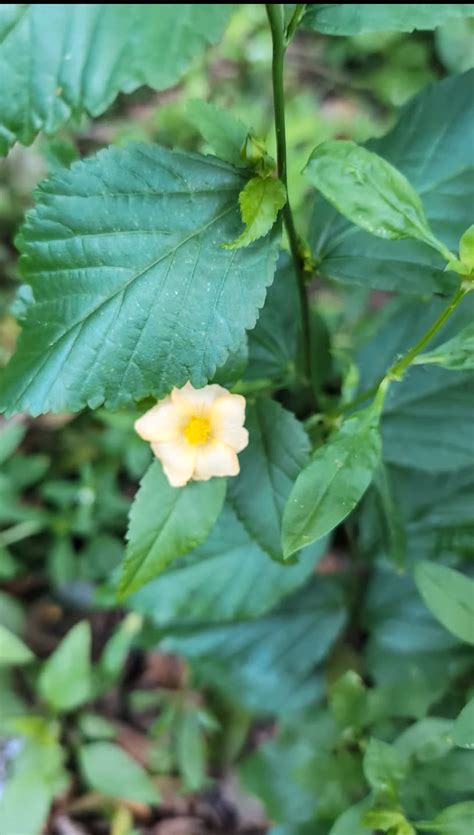 Phytonutrients 101 Bamboo The Weeds And Seeds Guy Facebook