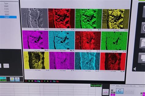 Understanding How Fossilisation Of Plants Works Plant Climate