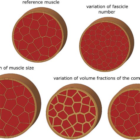 Models Of The Microstructure Of Skeletal Muscles All Five Hierarchical