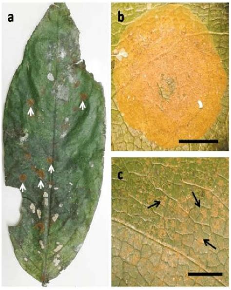 Sign And Symptoms Observation Of Phycopeltis Spp On Different Hosts