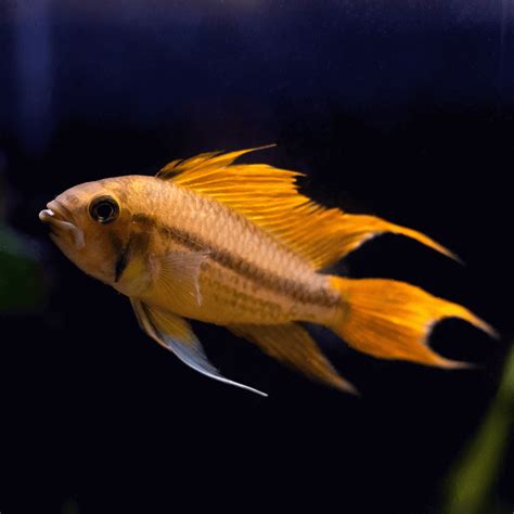 Apistogramma Cacatuoides Sunburst